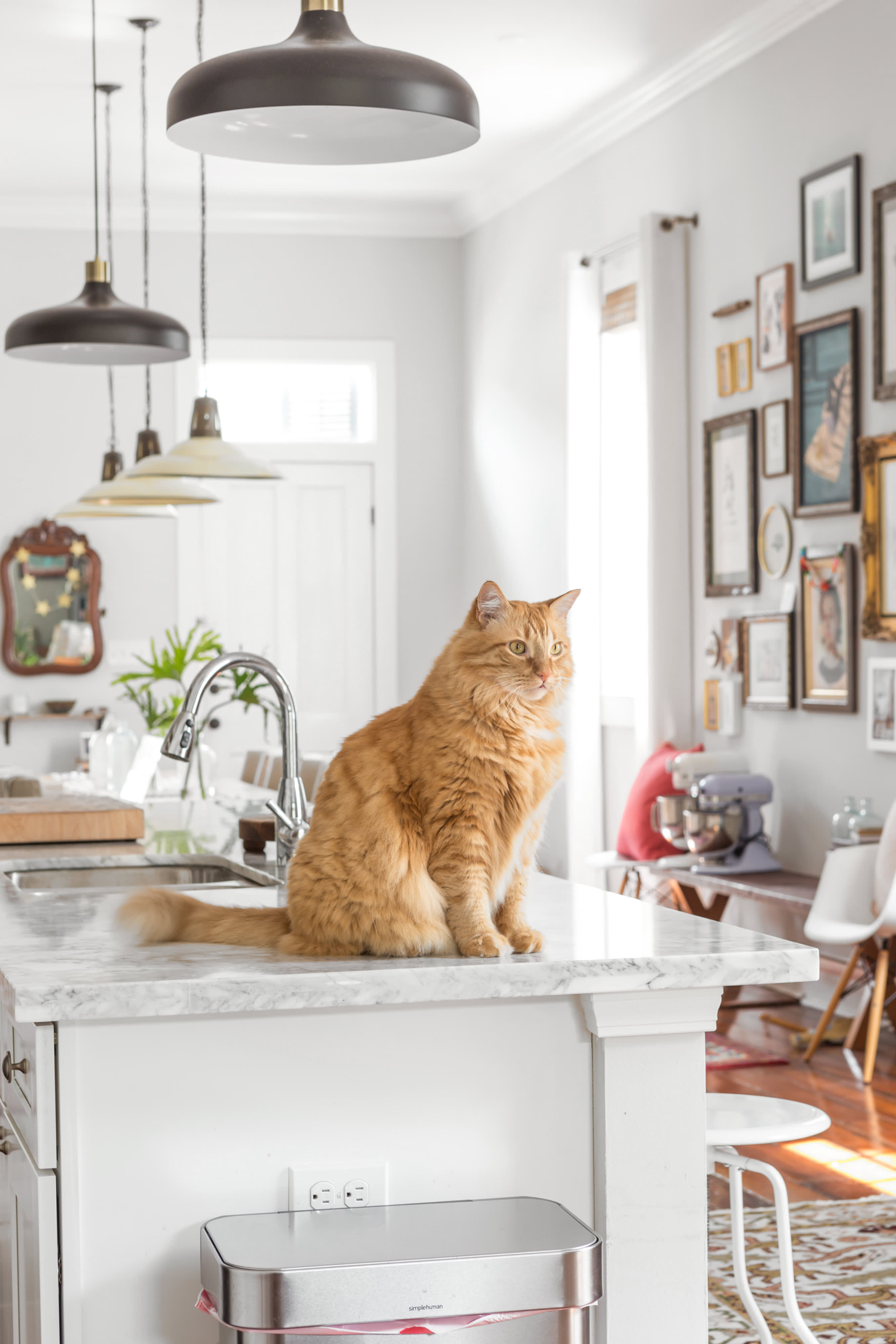 Tips for Keeping Cats Off Kitchen Counters | Apartment Therapy