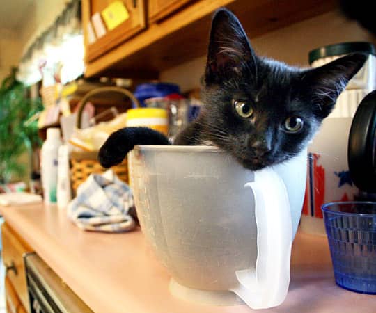 Kittens in the Kitchen! A Cuteness Break for Your Post-Holiday Tuesday ...