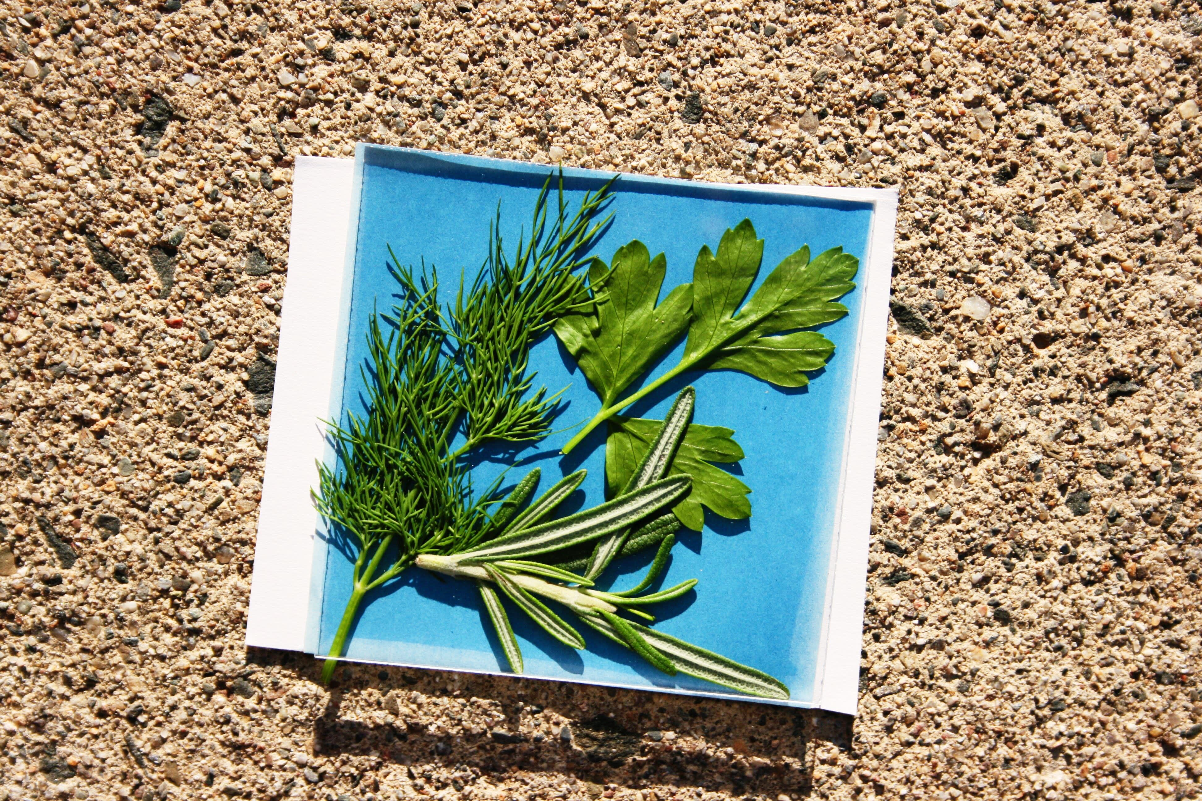 How To Make Framed Sunprints With Fresh Herbs | Kitchn