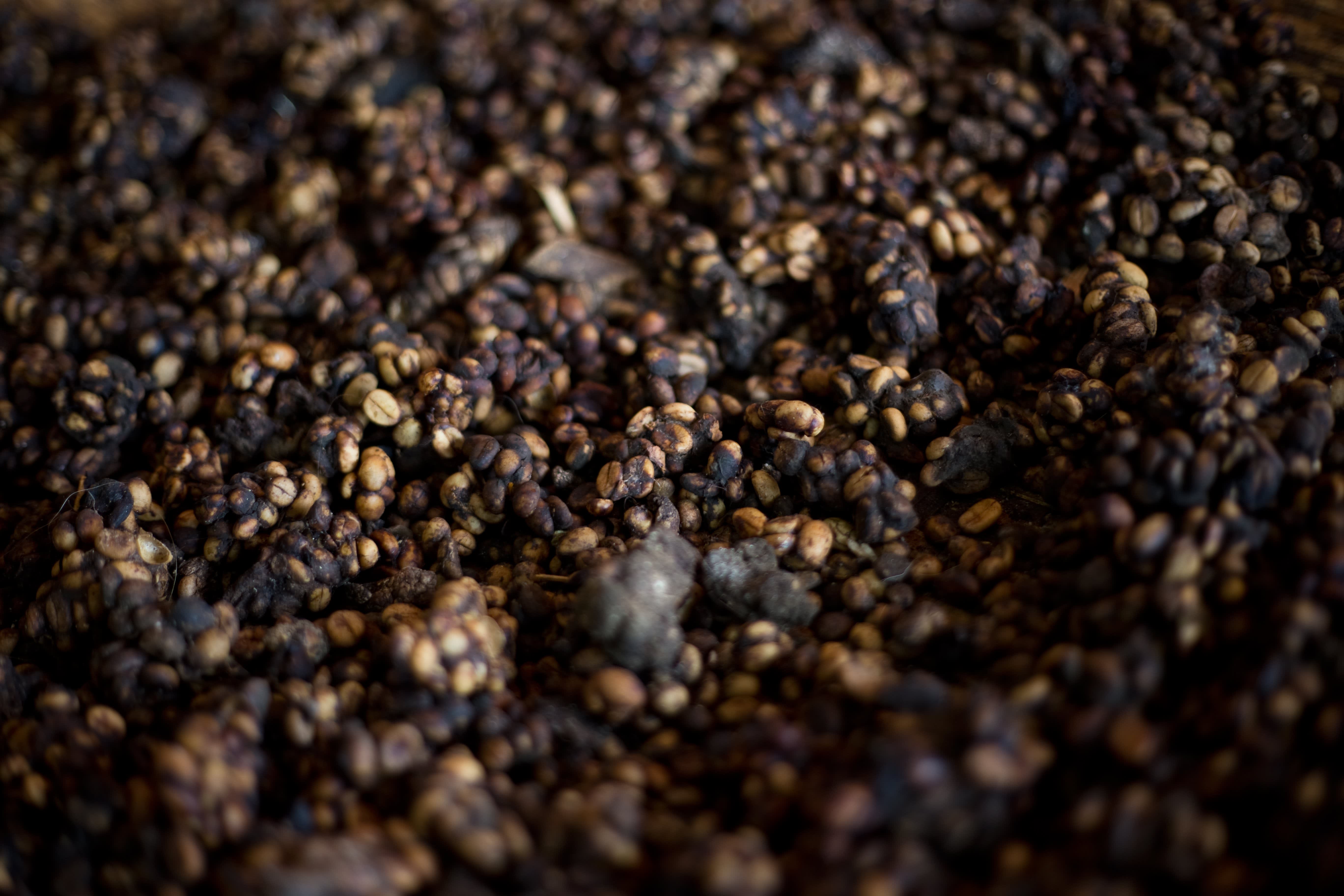 Everything You Wanted to Know (But Were Afraid to Ask) About Coffee ...