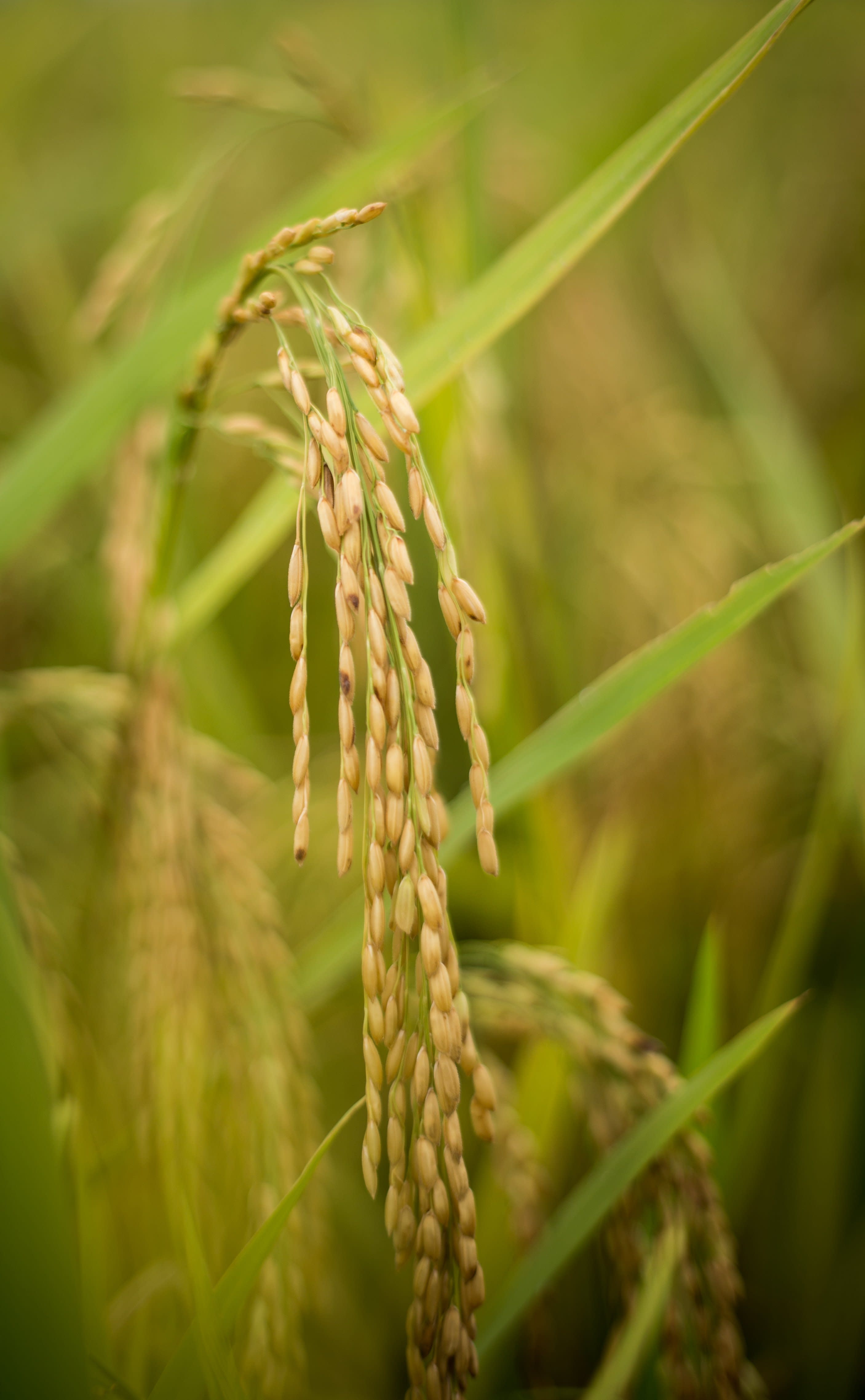 How Rice Is Grown in Bac Ninh Province, Vietnam | Kitchn