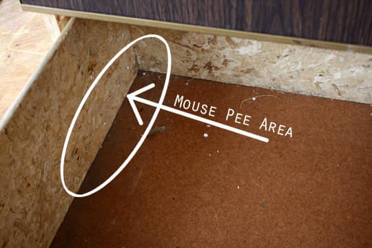 How To Get Mouse Pee Out Of Particle Board | Apartment Therapy