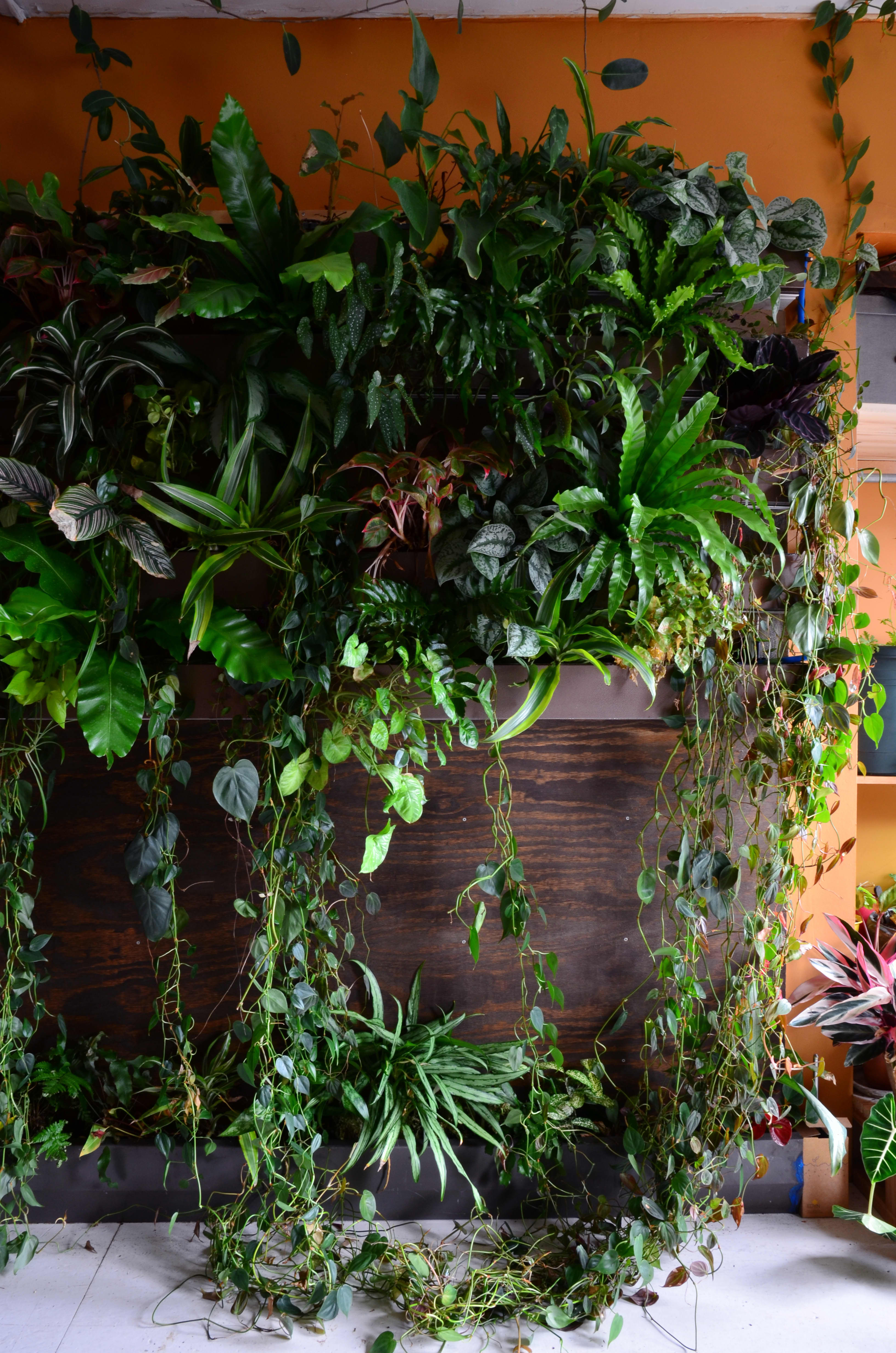 House Tour: An Indoor Jungle Grows in Brooklyn | Apartment Therapy