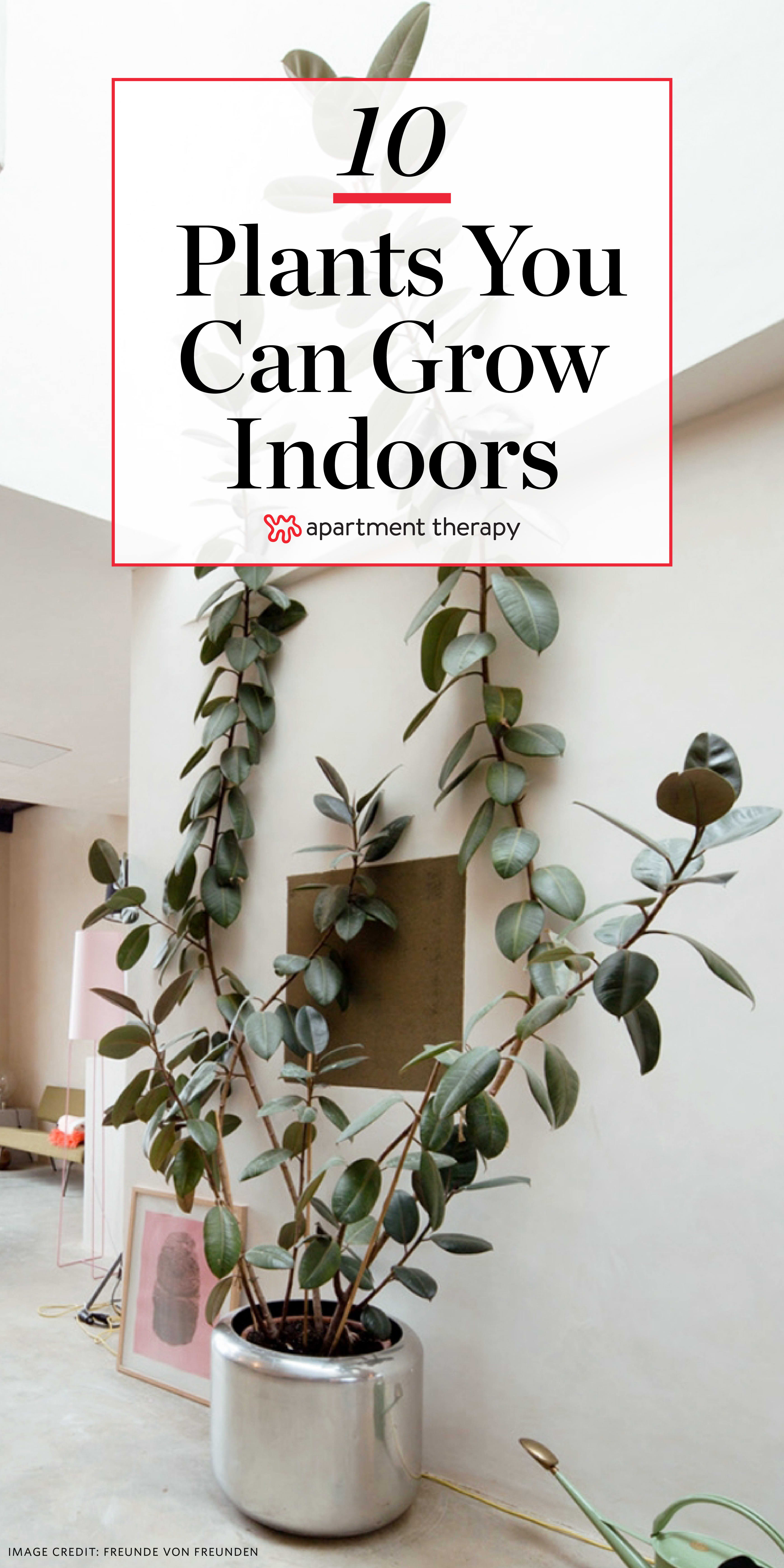 Decorating Drama: 10 Really Big Plants You Can Grow Indoors | Apartment ...