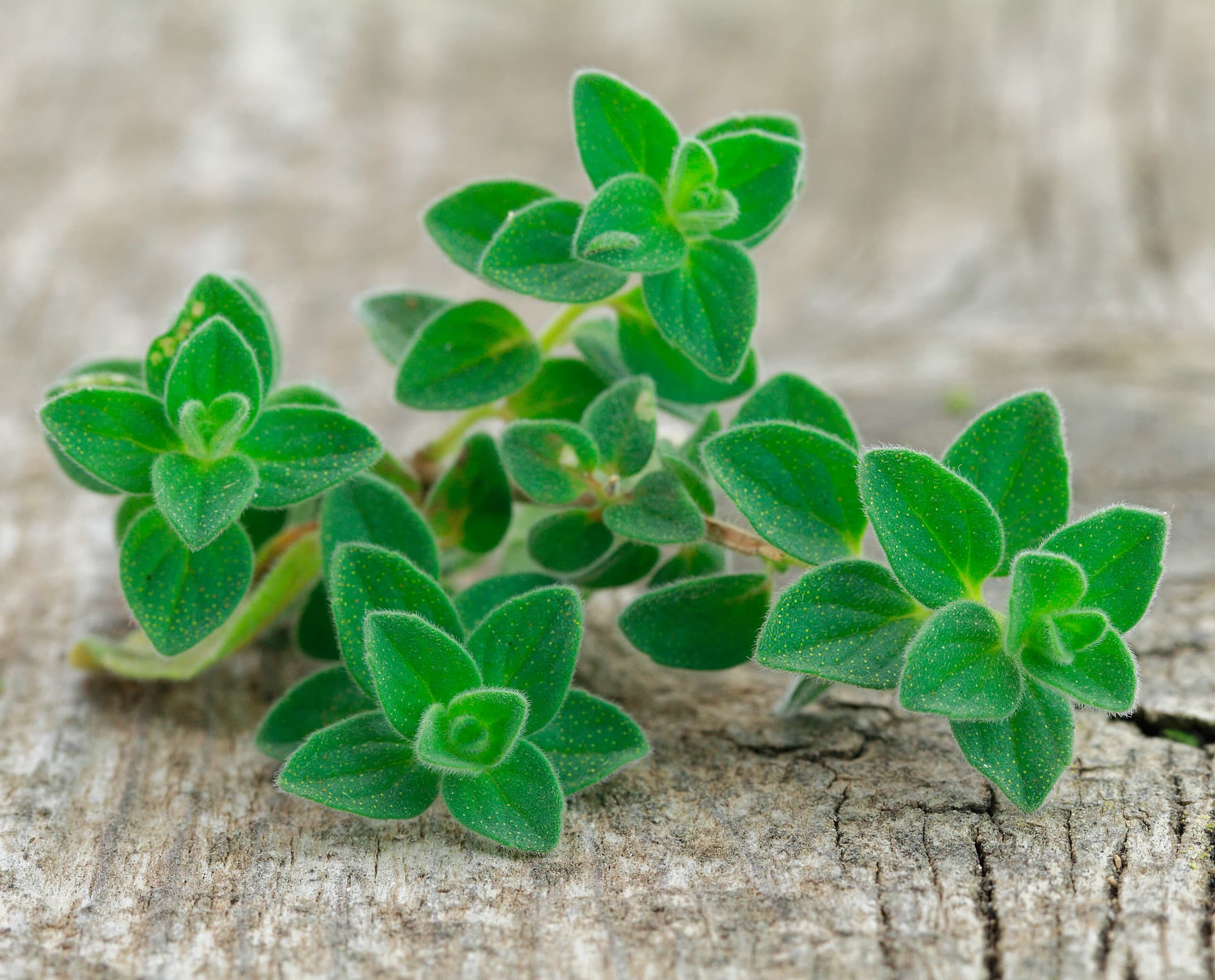 5 Tasty Ways To Cook With Fresh Oregano Kitchn