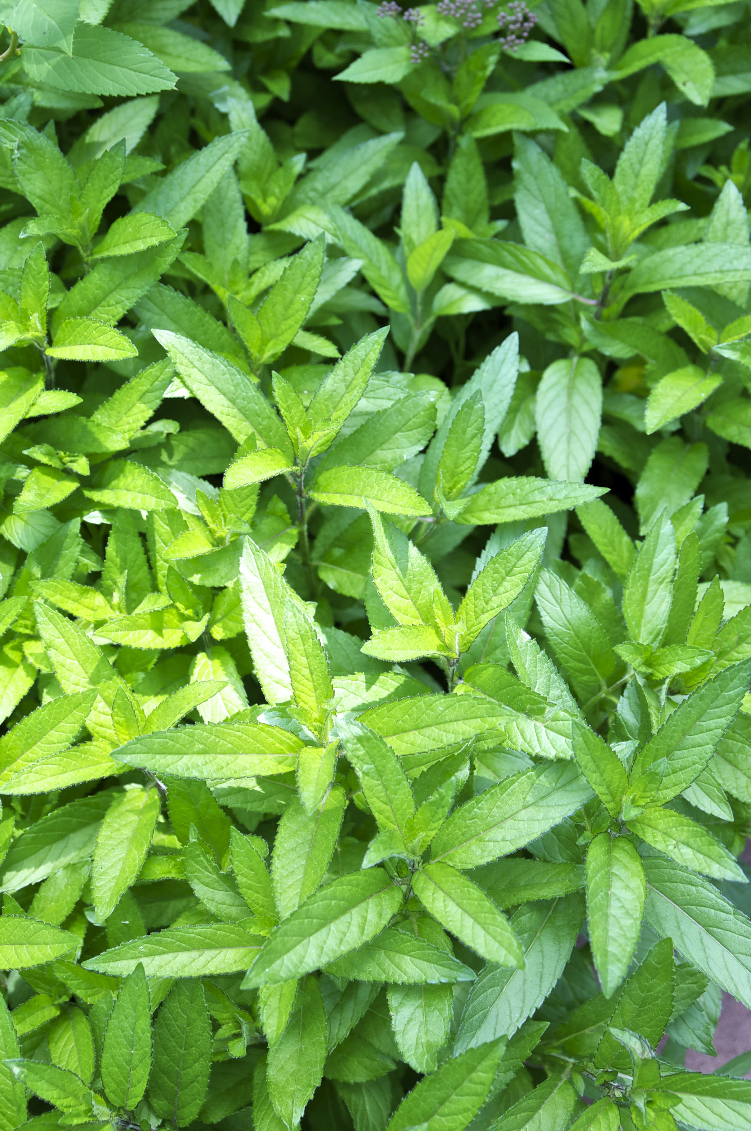 Everything You Need to Know About Growing Mint | Kitchn