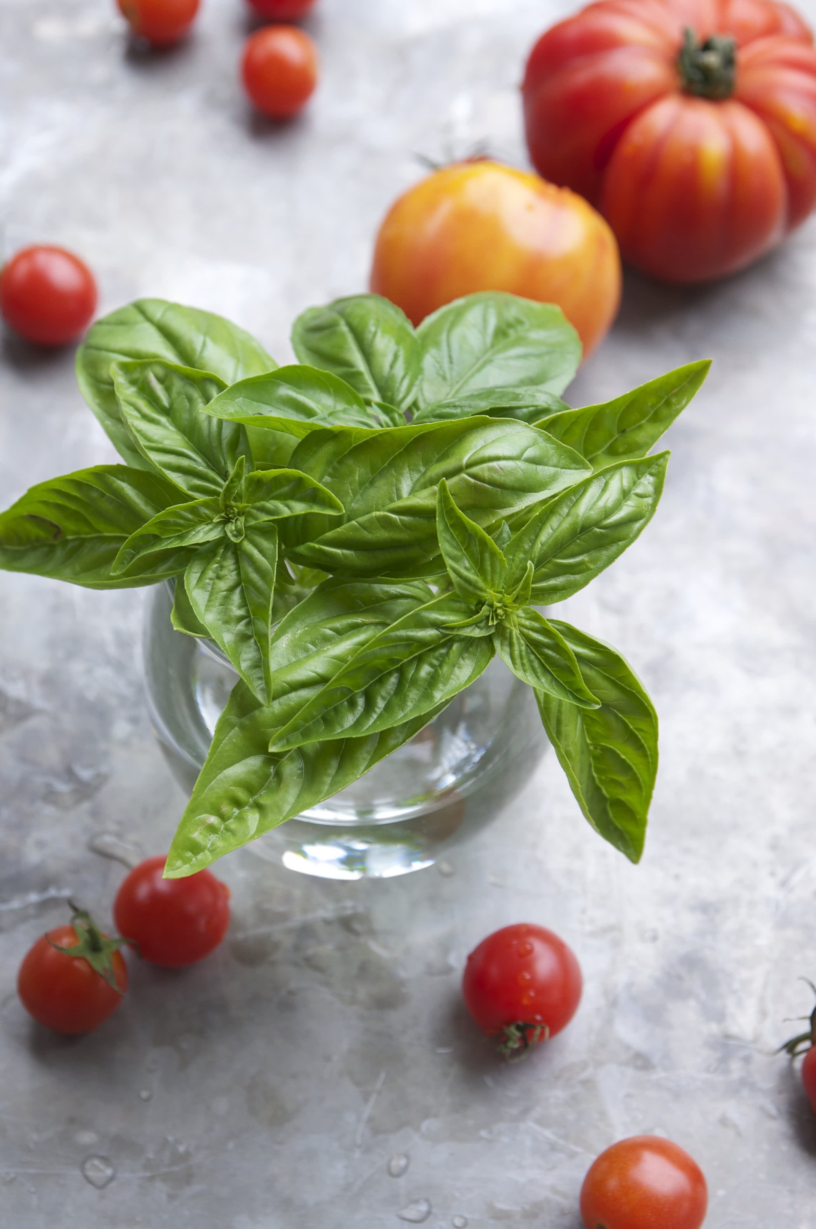 Growing Basil Tips Container Herb Garden | Kitchn