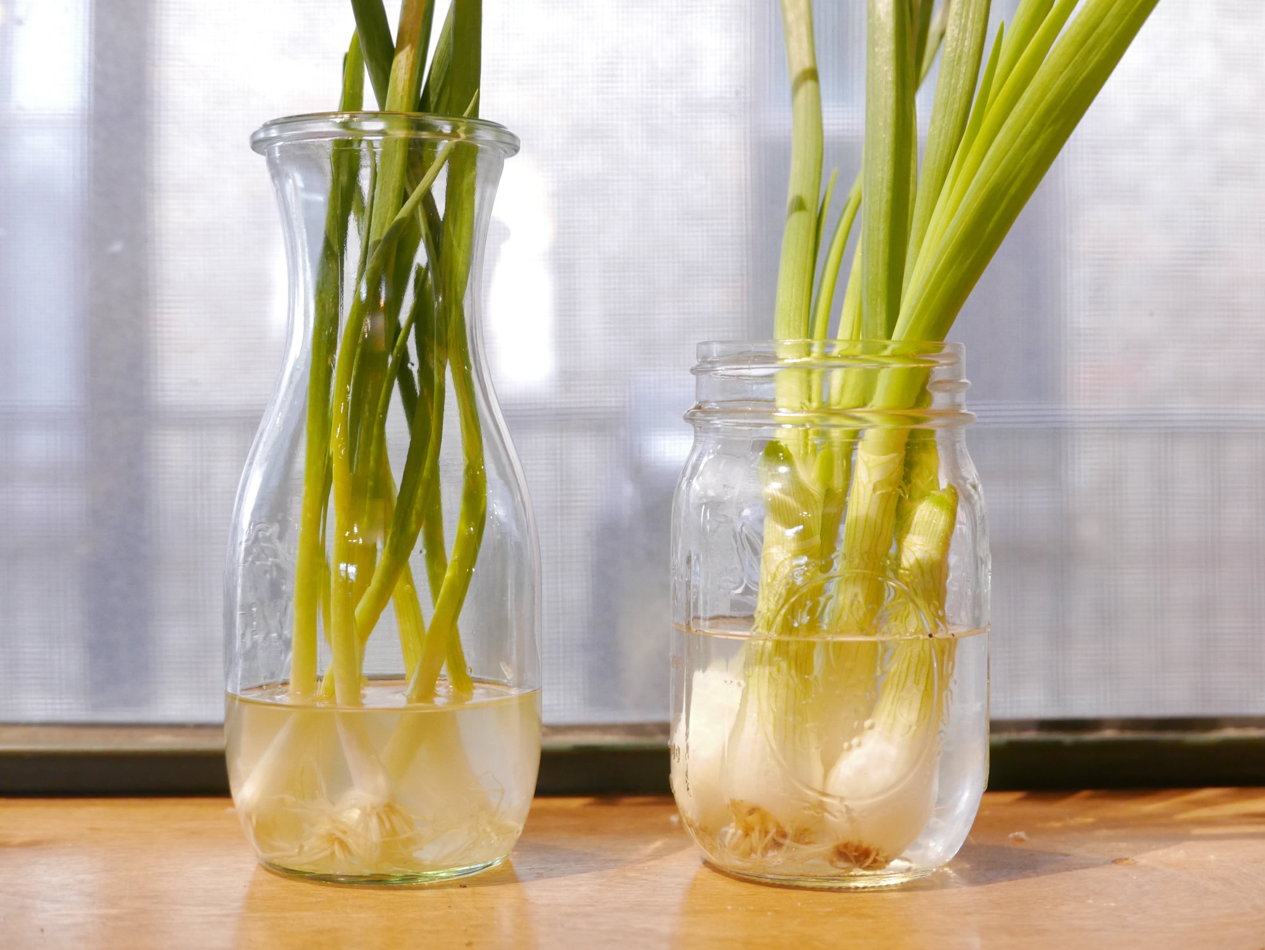 When to Use the White Part Versus the Green Part of a Scallion | Kitchn