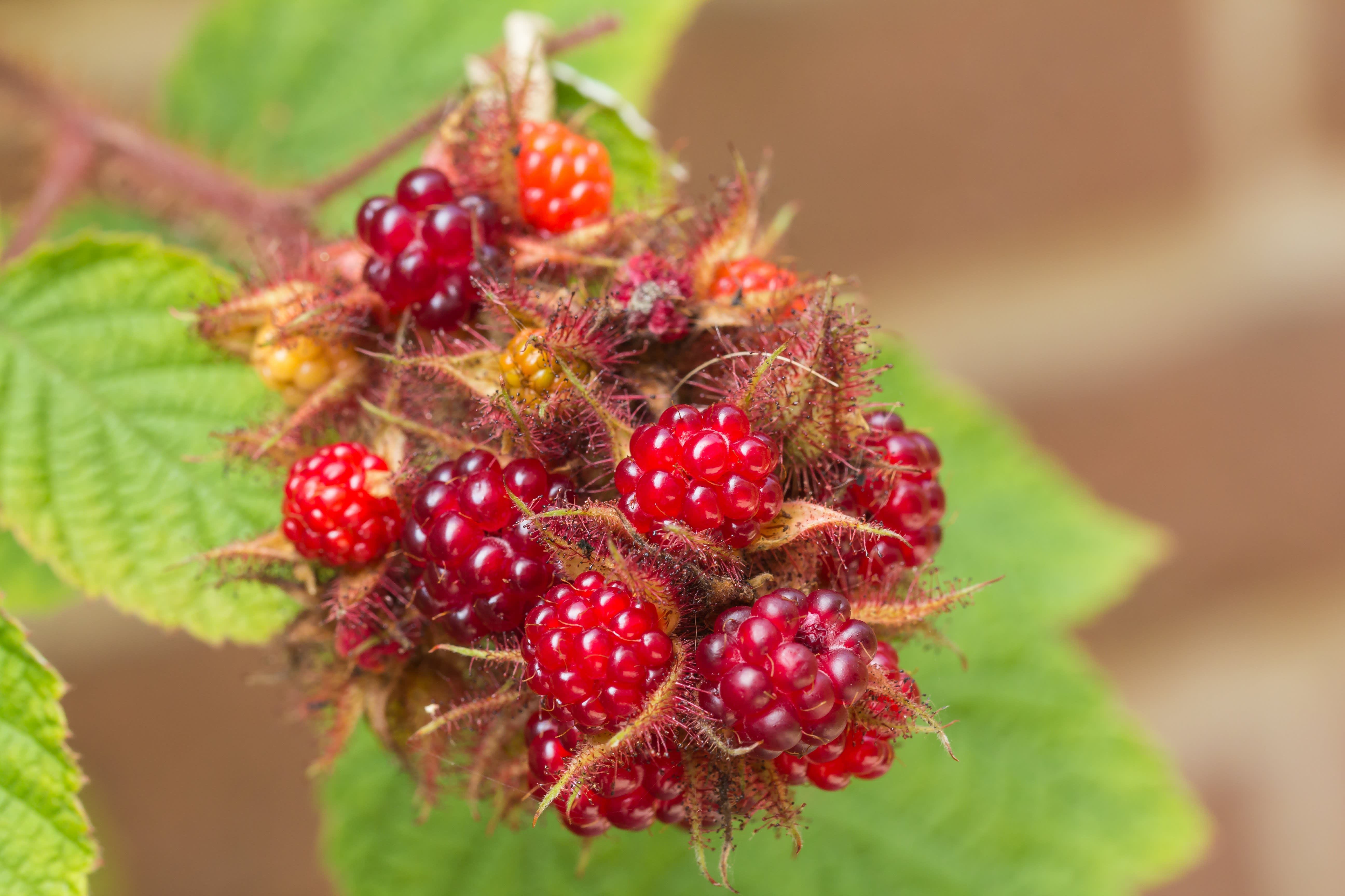 Backyard Berries: 5 Fruits You’ll Only Find Through Friends & Foraging ...