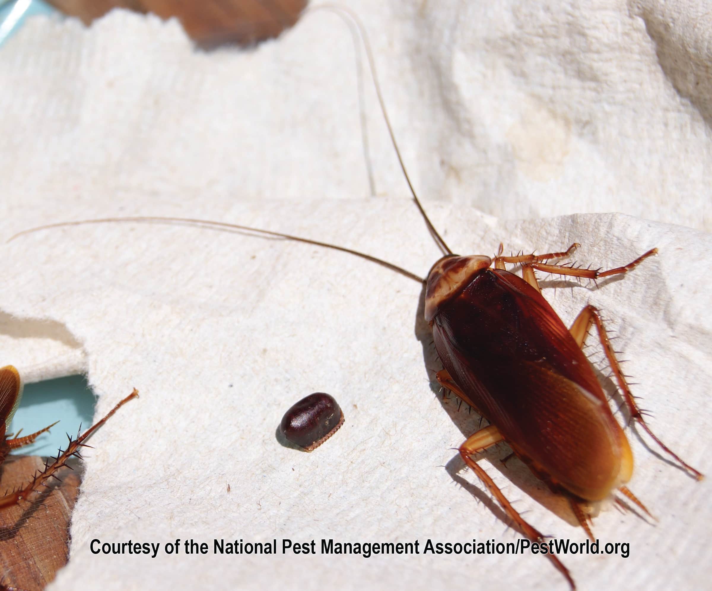 5 Things To Know About Palmetto Bugs Kitchn