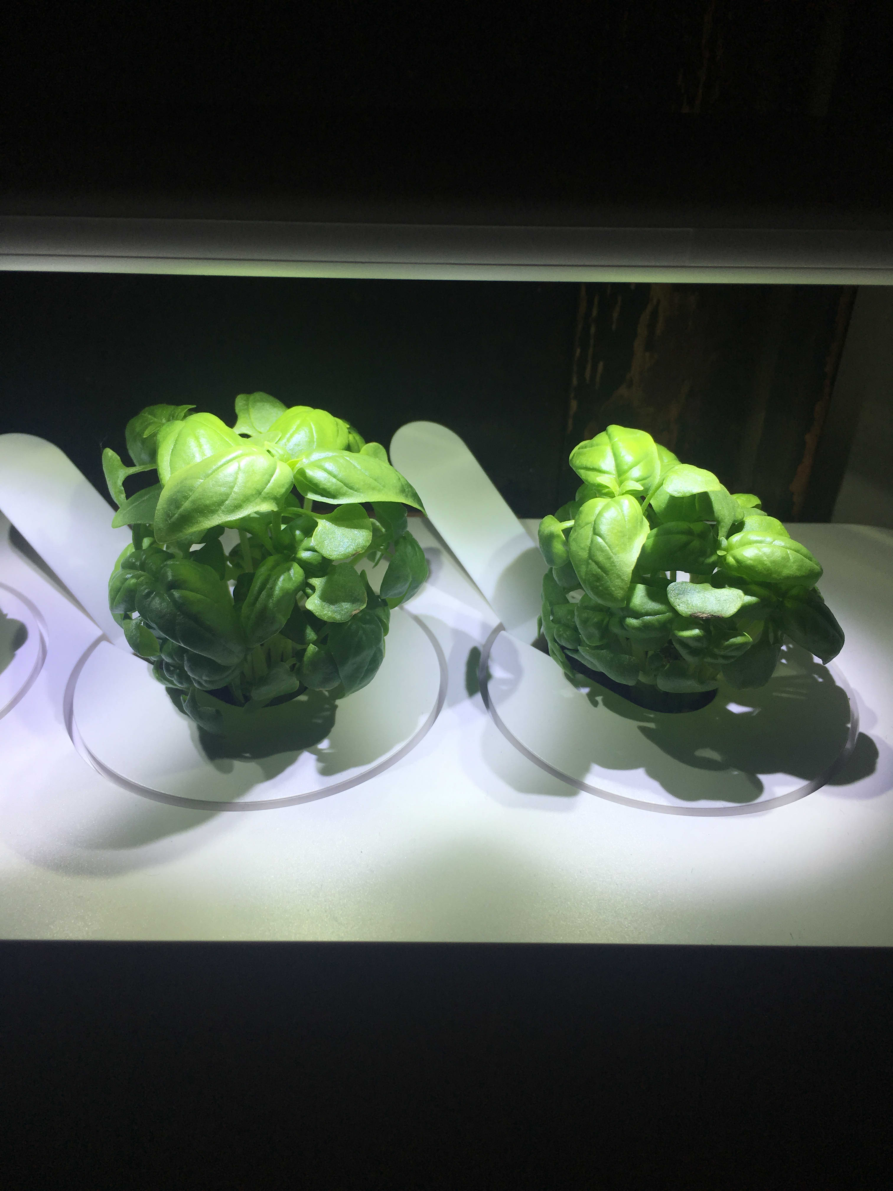 Does the Click and Grow Garden System Actually Work? | Kitchn