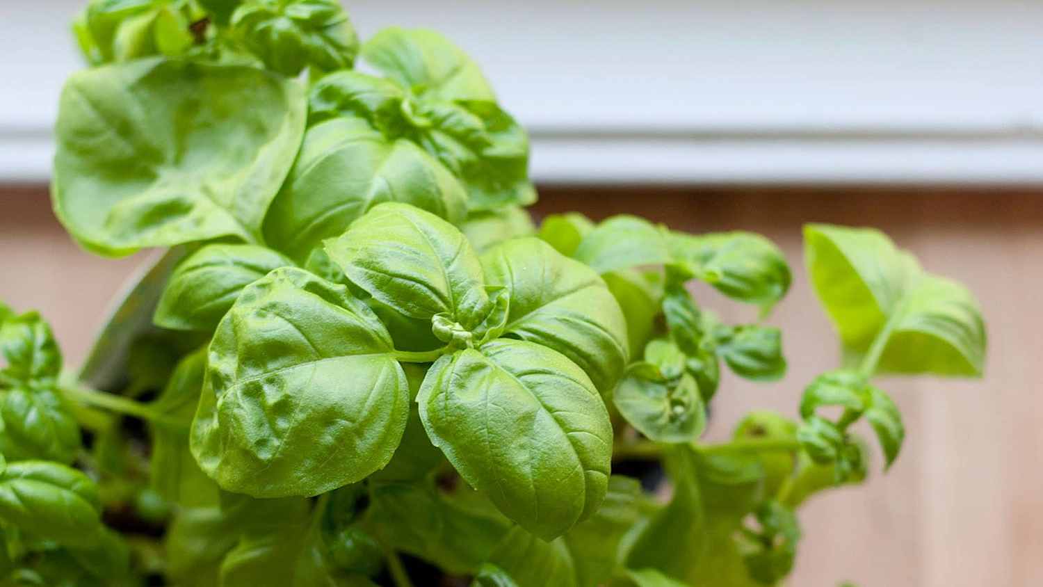 How to Chiffonade Fresh Basil Leaves | Recipe Cart | Recipe Cart