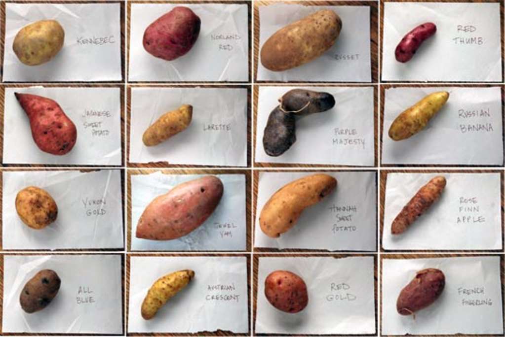 Sixteen Kinds of Potatoes | Kitchn