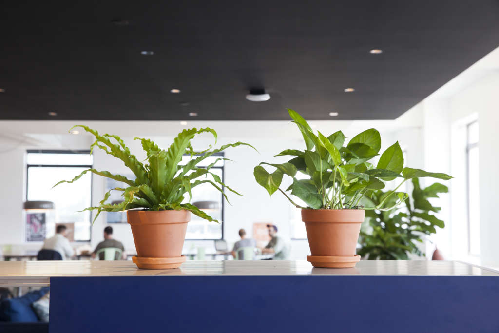 Office Plants - Best Low Light Maintenance Plants | Apartment Therapy
