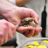 Crack, Slurp, Repeat: How To Shuck an Oyster | Kitchn
