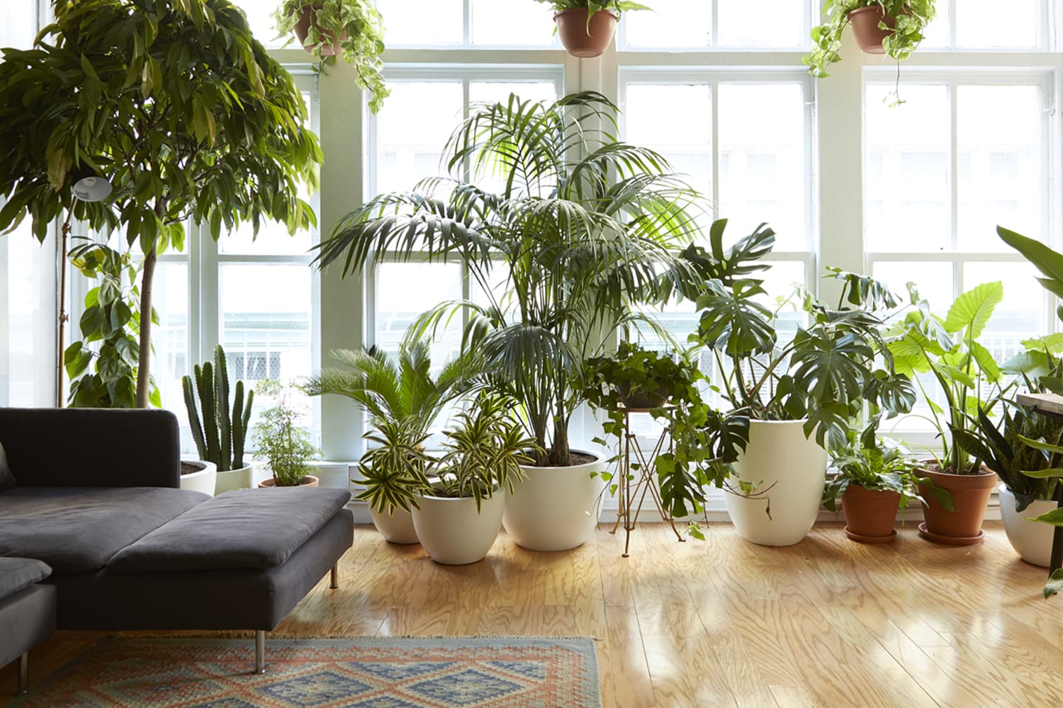 inside house plants