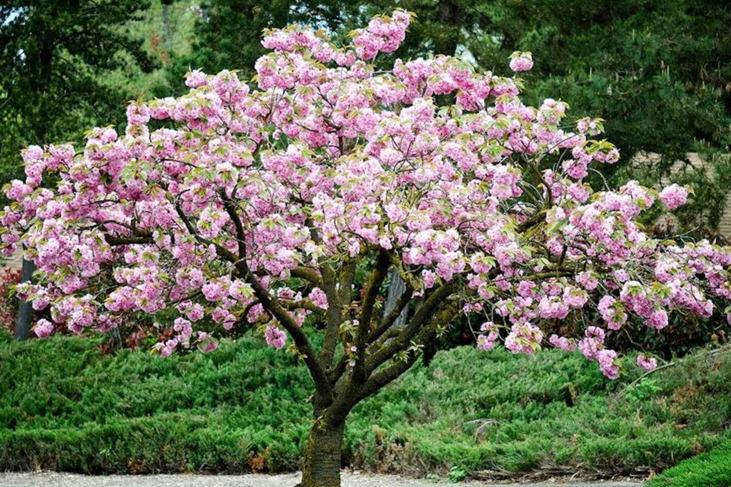 real looking cherry blossom