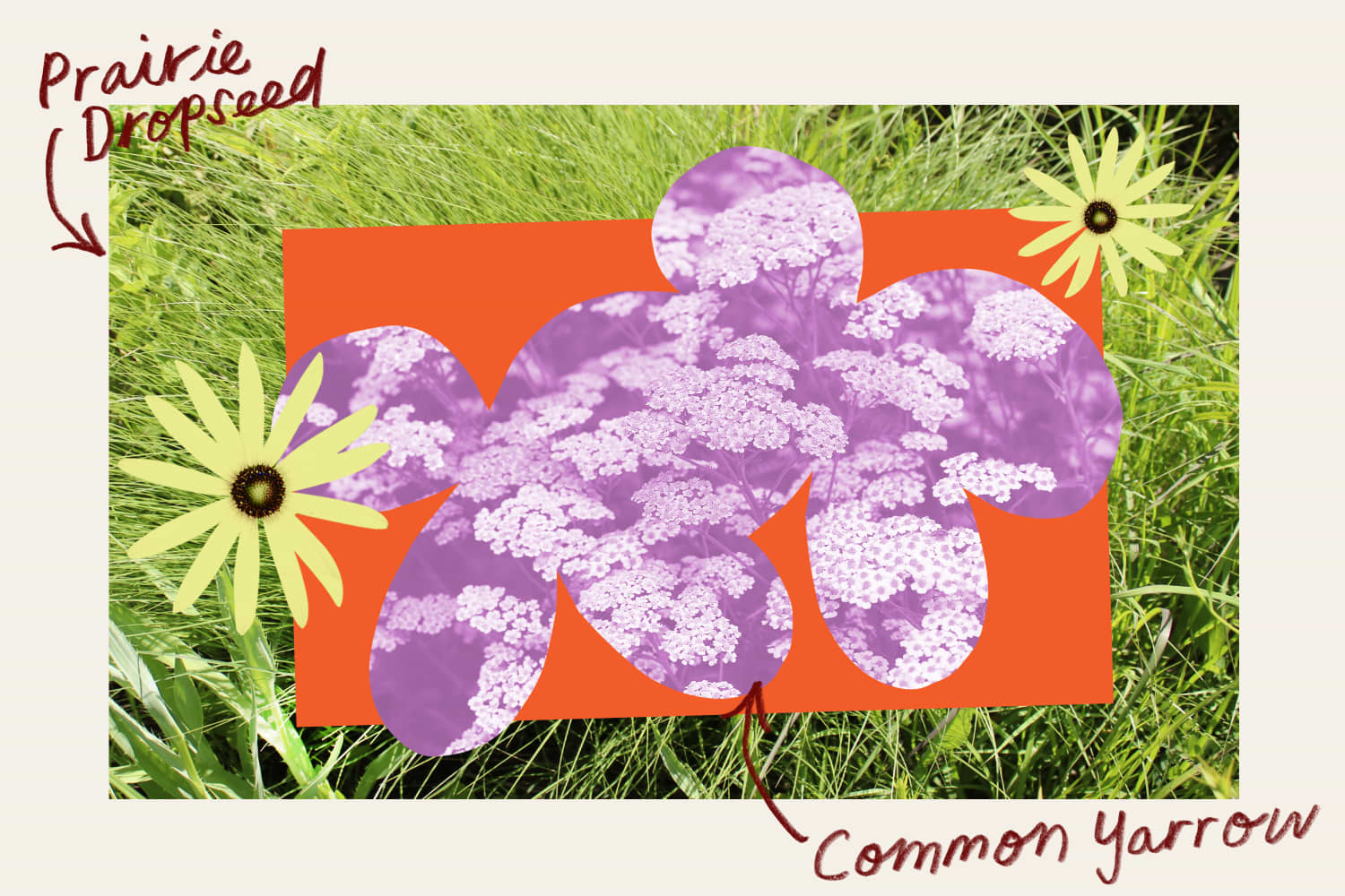 How to Start a Prairie Garden with Native Plants | Apartment Therapy