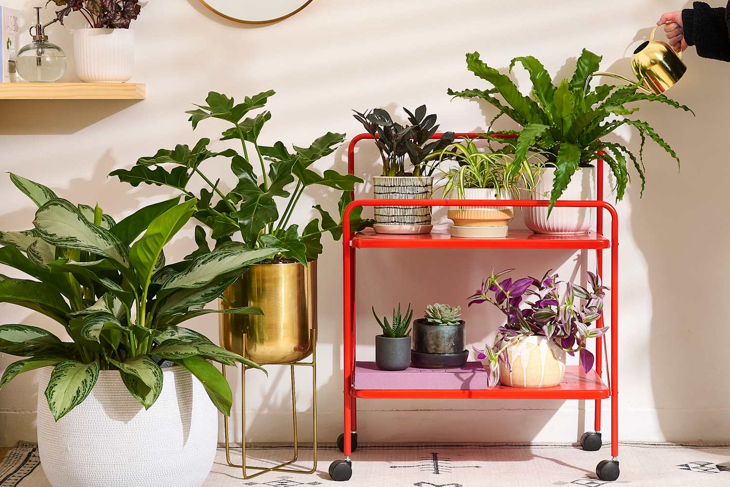 How to Start Growing Plants Indoors That Stay Alive & Actually Thrive ...