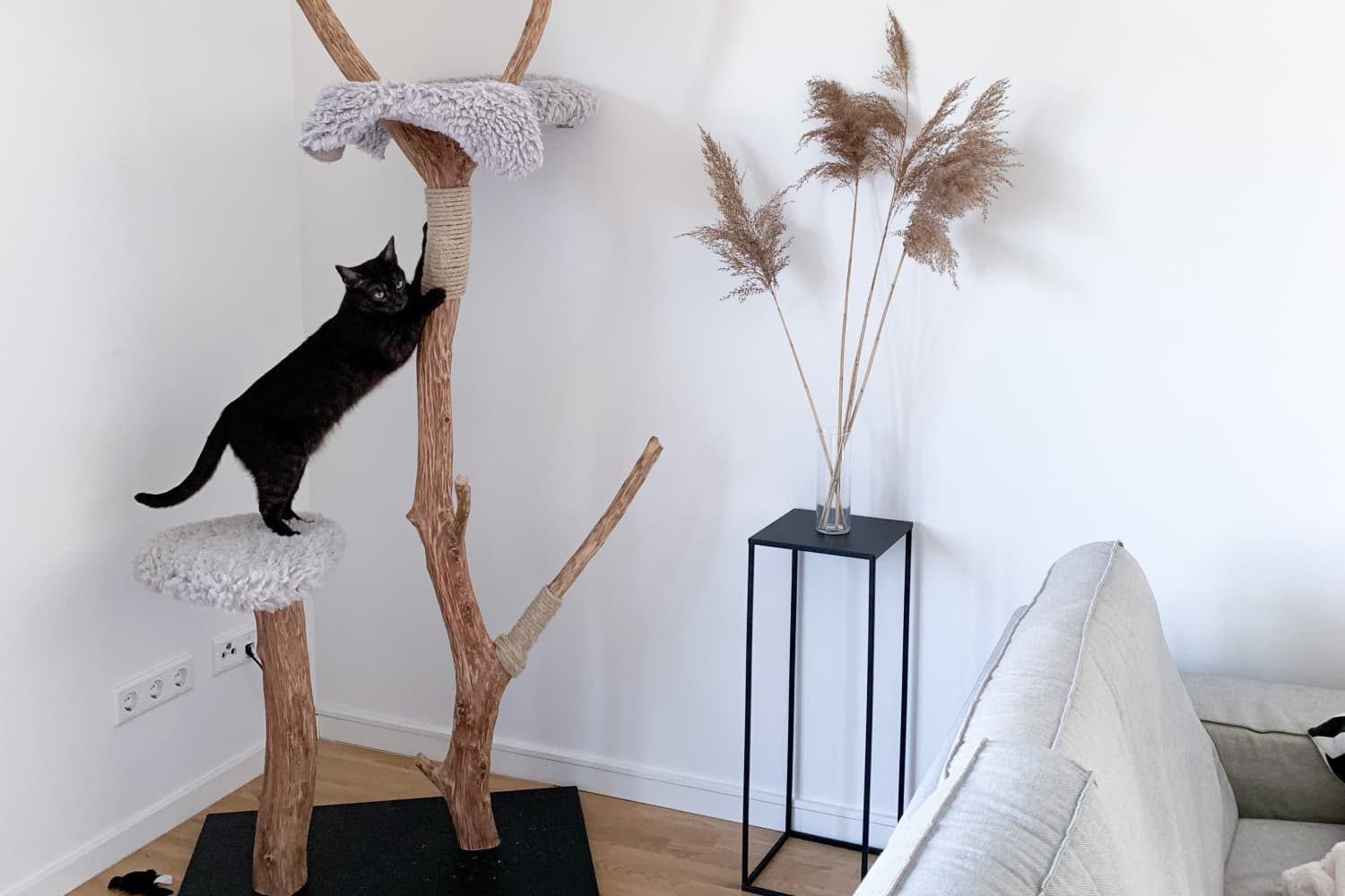 on cat branches