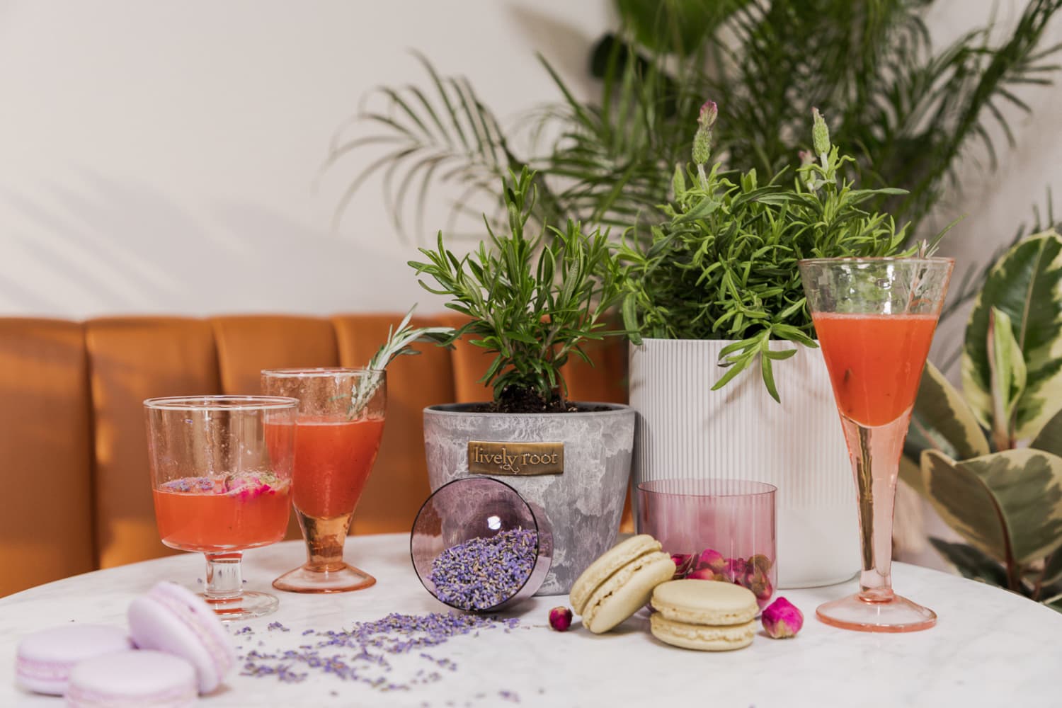 Lively Root Has Released the Cutest Culinary Plants—And They’re On Sale ...