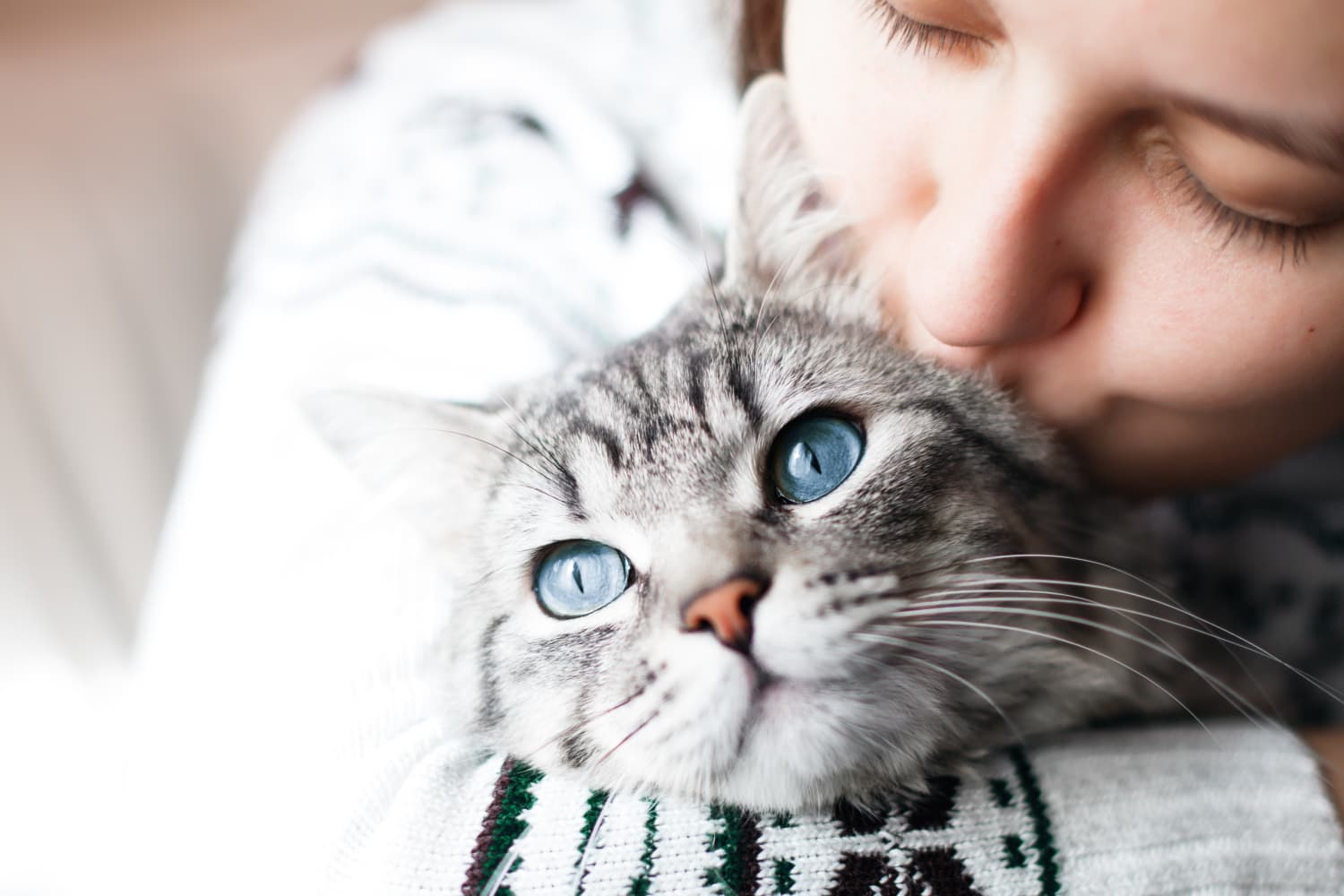 Cats as Loyal as Dogs Study | Apartment Therapy