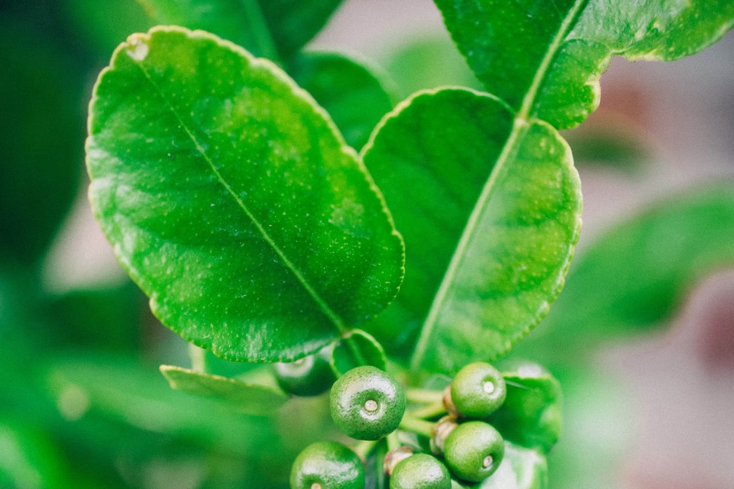 How to Grow a Citrus Tree in a Container | Apartment Therapy
