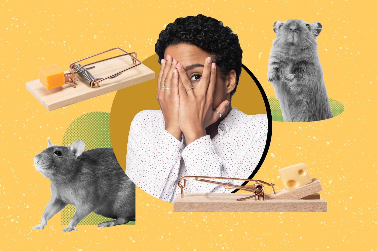 What If I Buy a House with a Mouse Problem? | Apartment Therapy