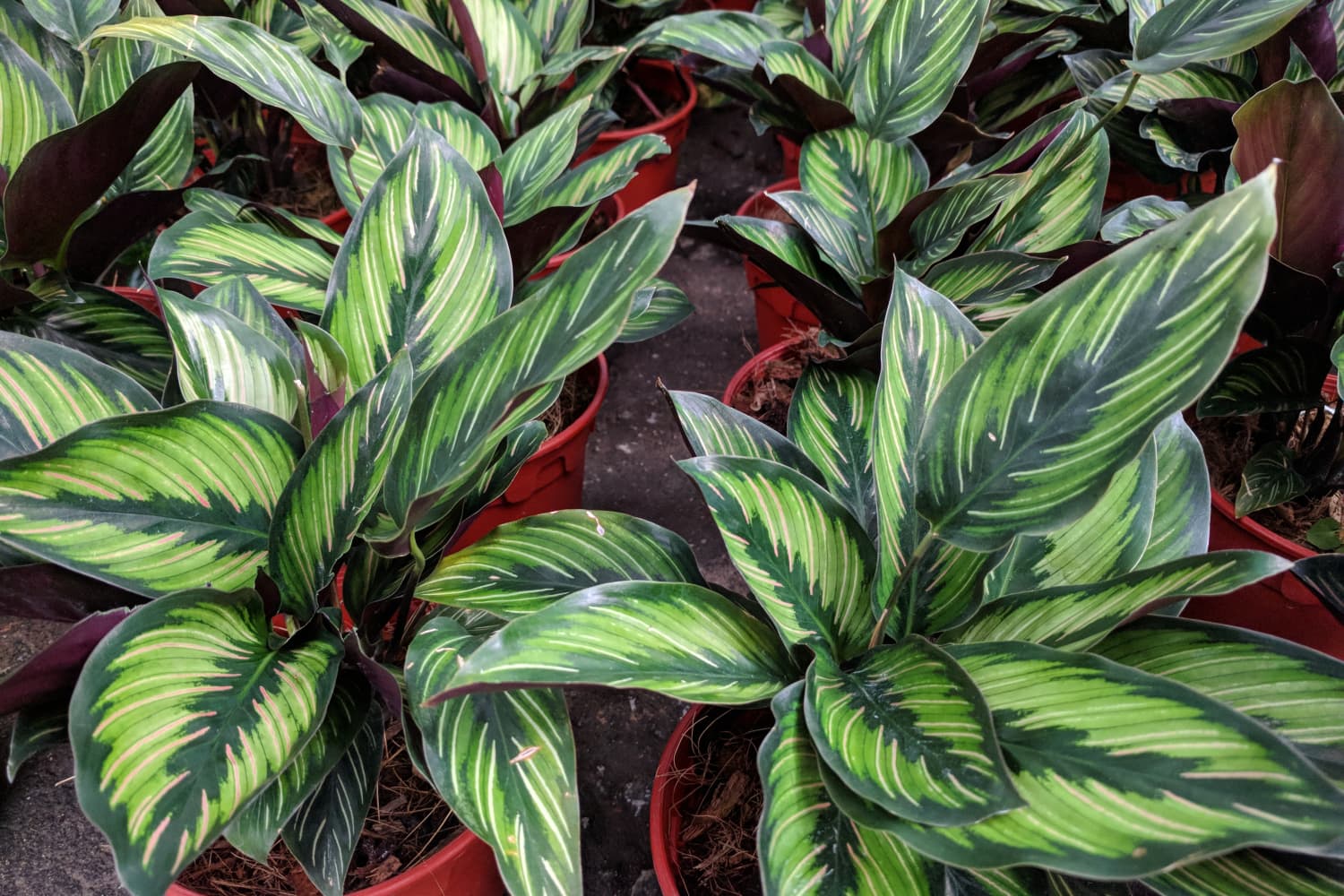 Calathea Plant Care - How to Grow Prayer Plants | Apartment Therapy
