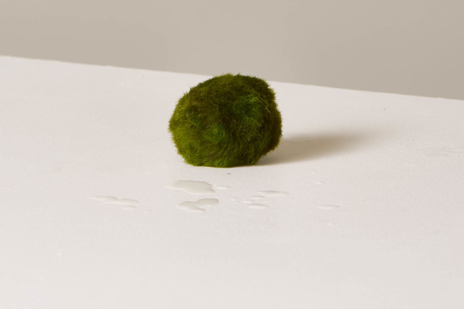 How to Grow and Care for Marimo Moss | Apartment Therapy