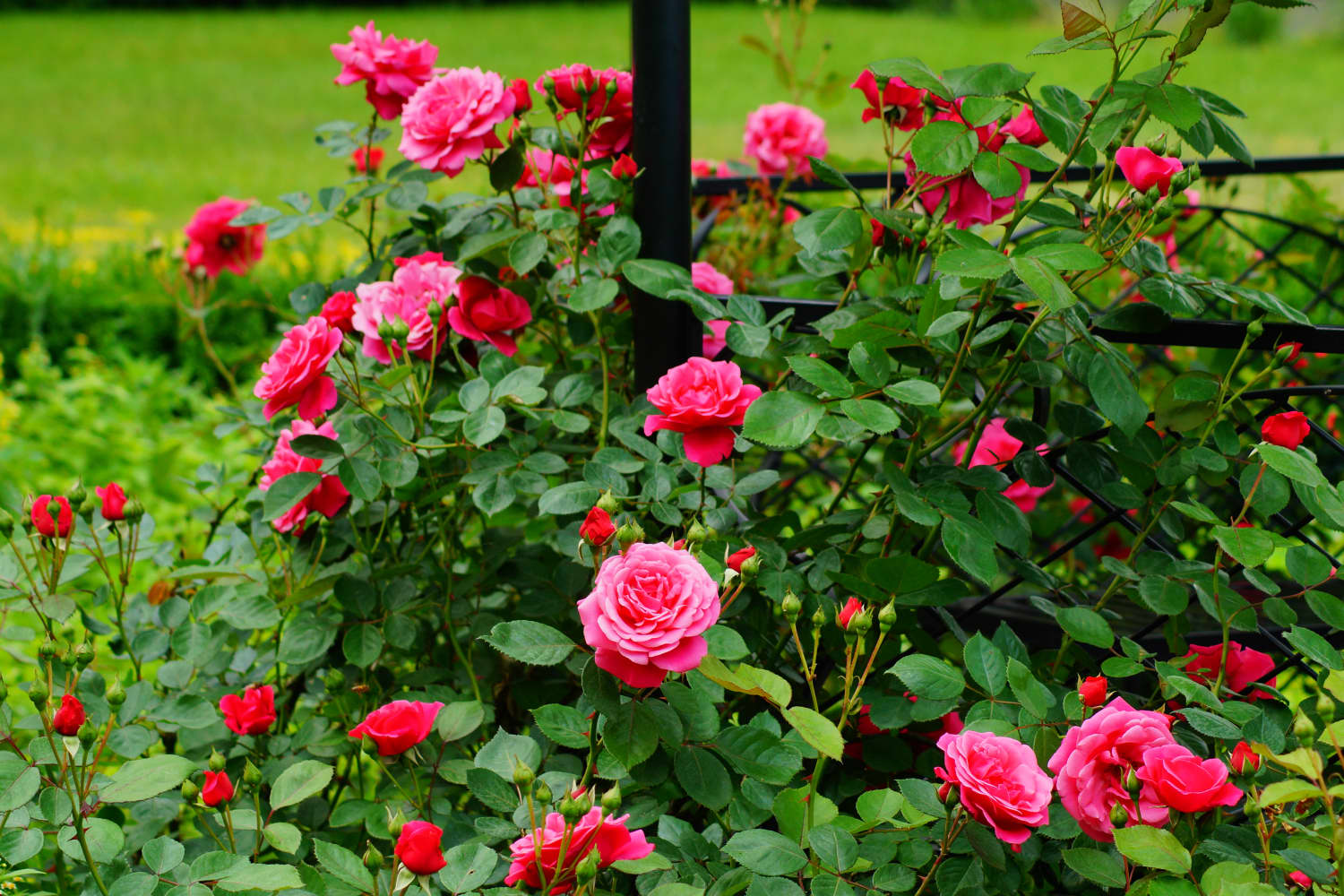 How to Plant Bare-Root Roses | Apartment Therapy