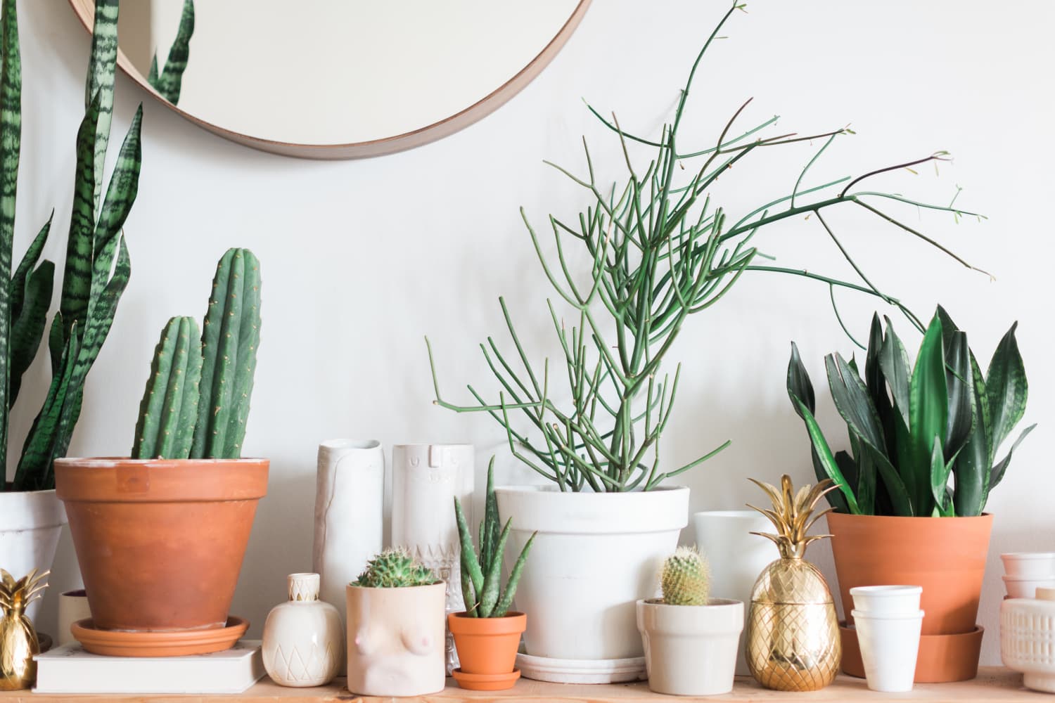 How to Take Care of Houseplants, According to a Botanical Garden Expert ...