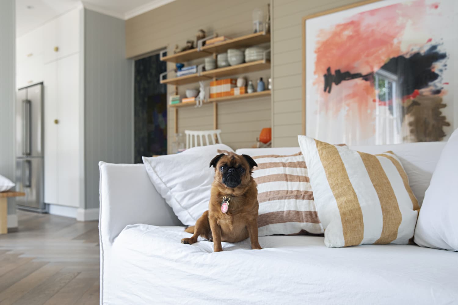 Best Pet Friendly Furniture & Decor: What to Look For | Apartment Therapy