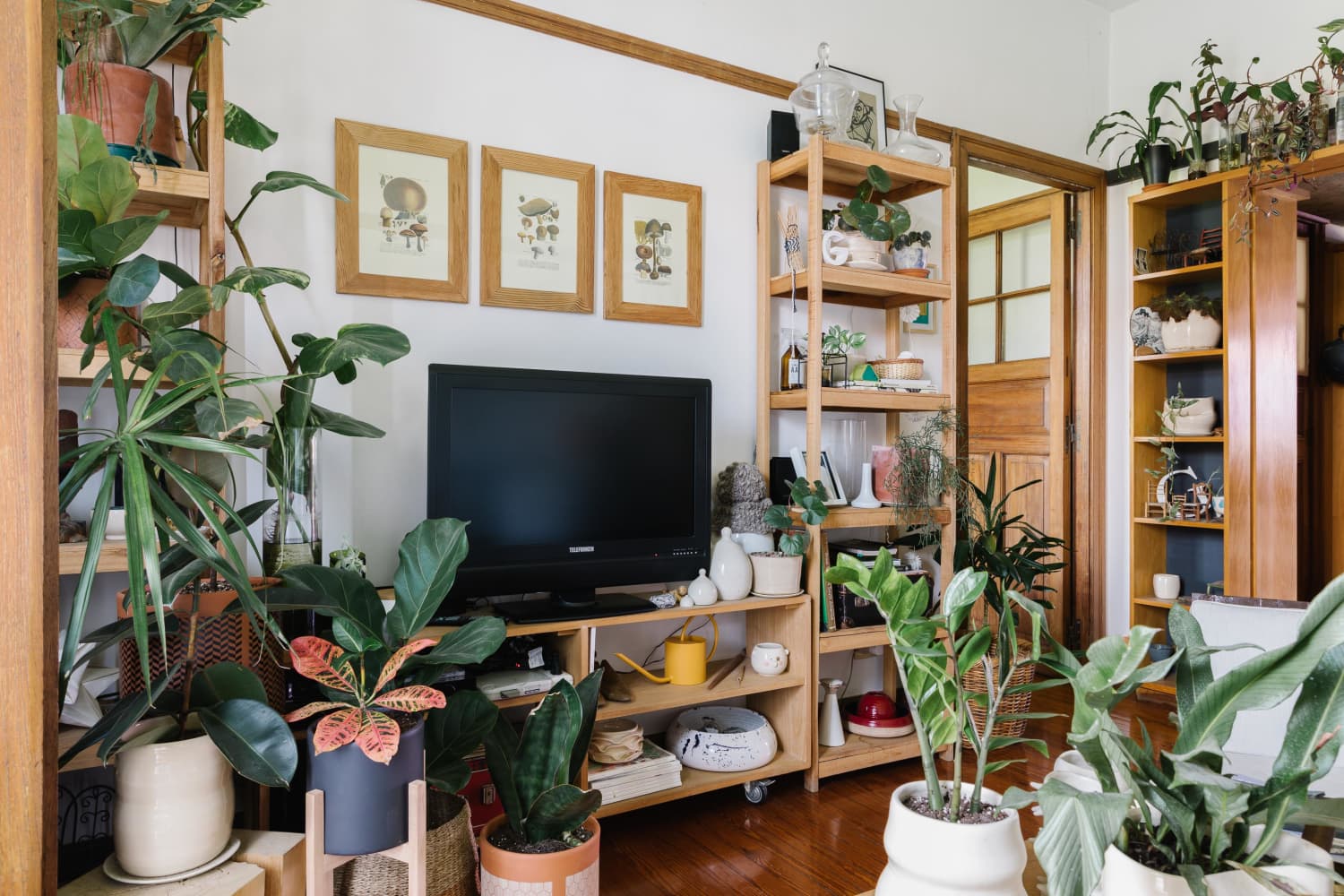 These Plants Will Kill Your Fungus Gnat Problem | Apartment Therapy