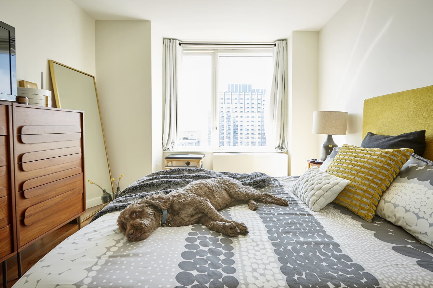 5 Dogs That Don't Shed — And How to Stop Any Dog from Shedding So Much ...