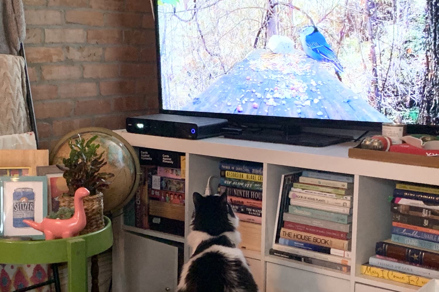 Amazon Prime Video Free Cat TV | Apartment Therapy