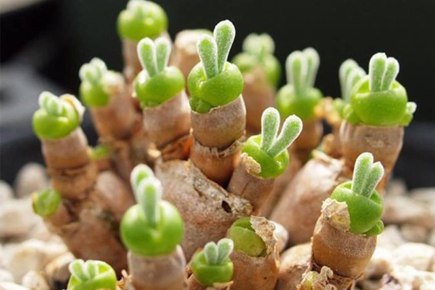 Green Rabbit Succulents Etsy | Apartment Therapy