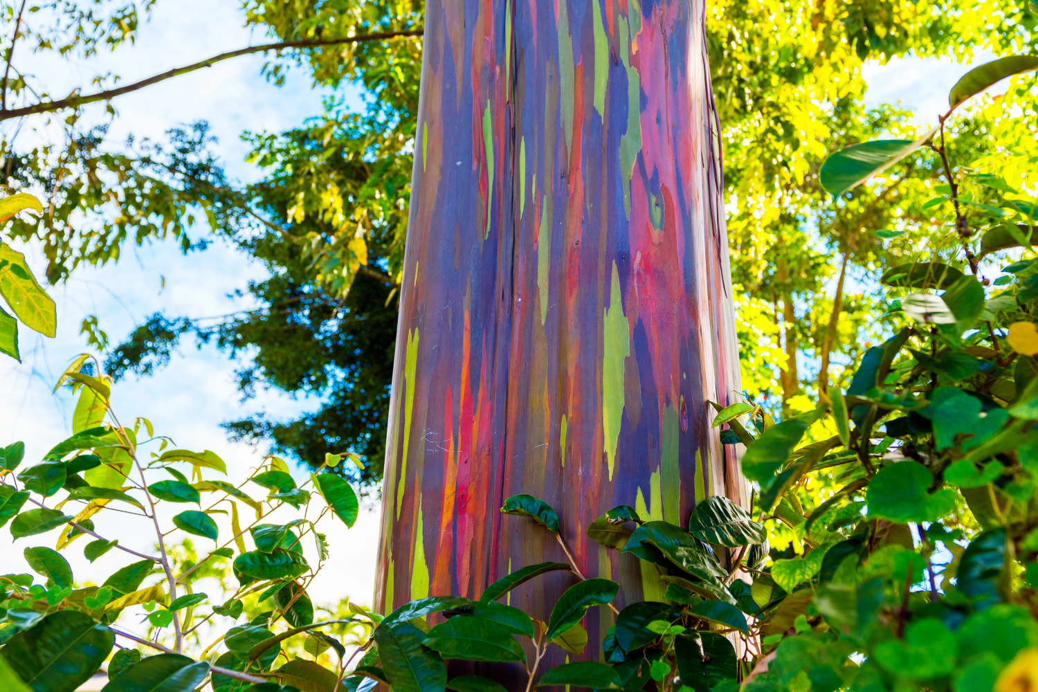 Rainbow Eucalyptus Tree | Apartment Therapy