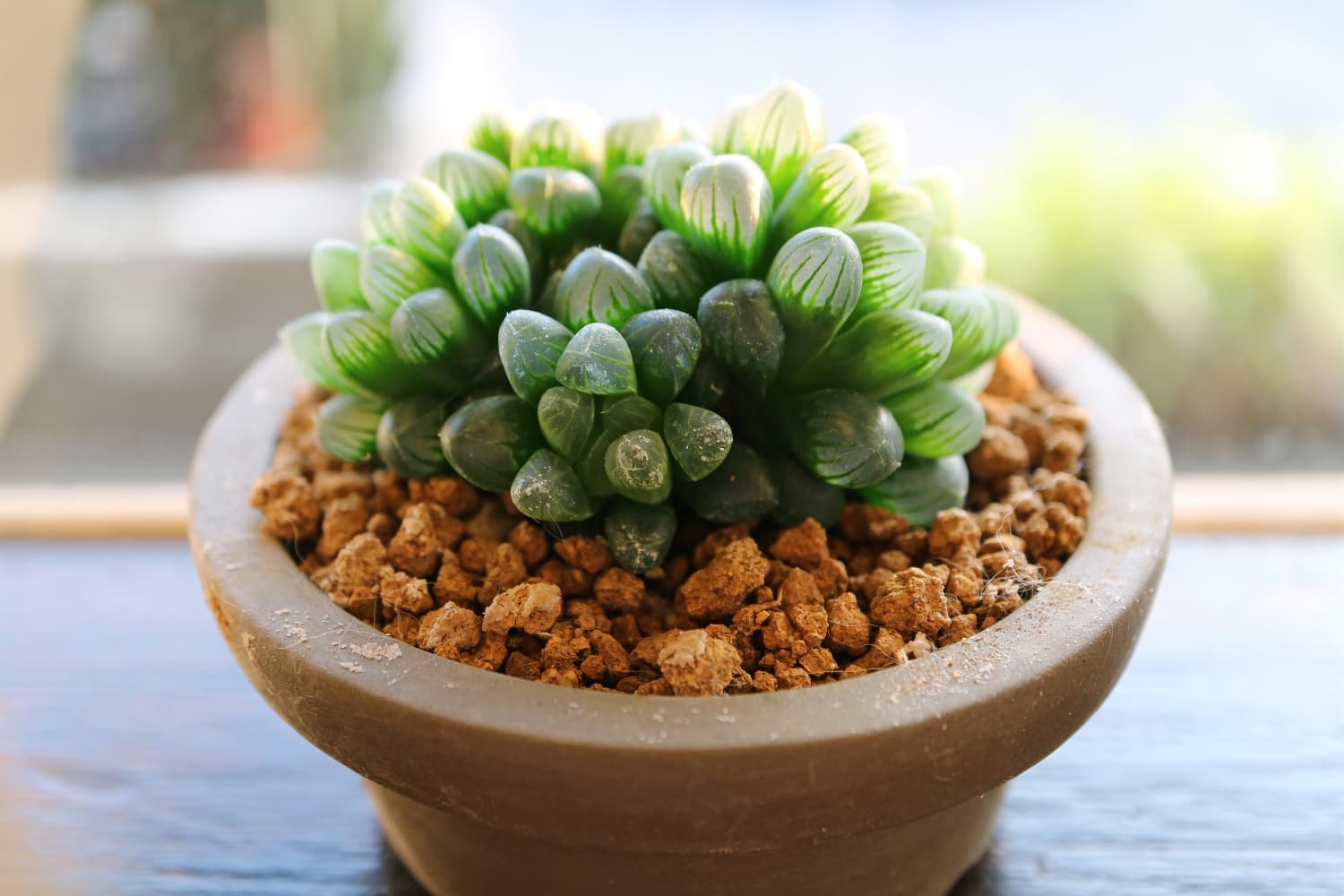 Transparent succulents are a real thing | Apartment Therapy