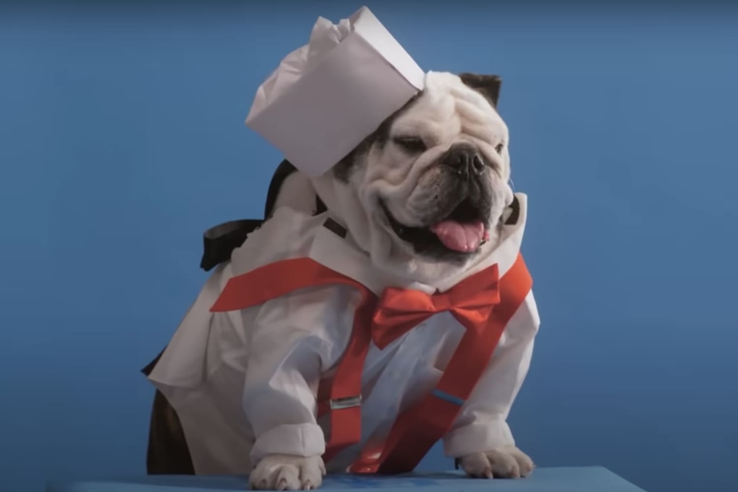 Reality Series “Pet Stars” Debuts on Netflix | Apartment Therapy