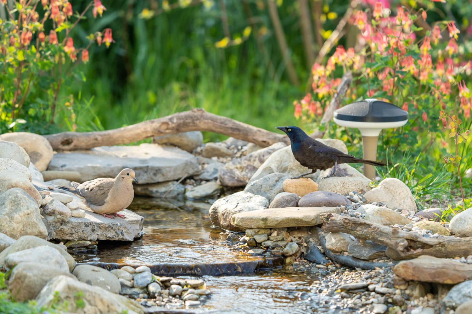 This Device Can Identify The Birds That Visit Your Yard | Apartment Therapy