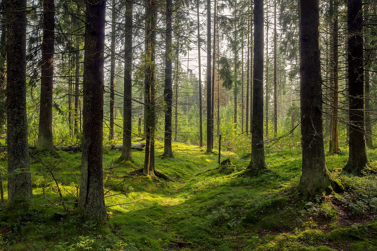 This Museum Just Introduced An Overnight Indoor “Forest Room ...