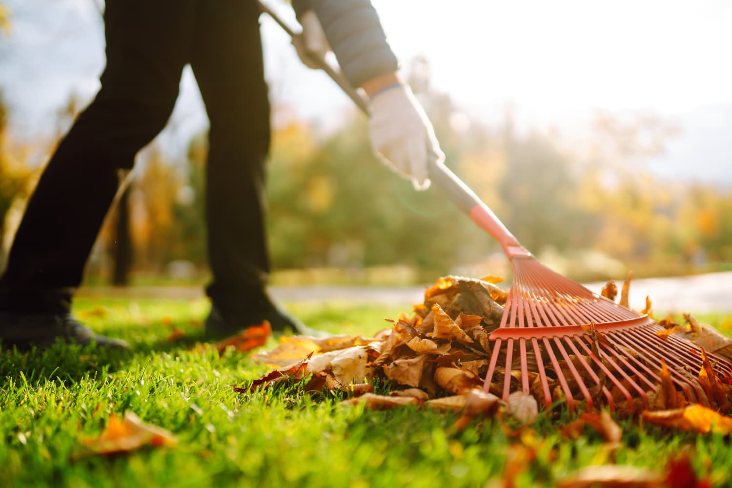 Why You Can Skip Raking Leaves This Fall | Apartment Therapy