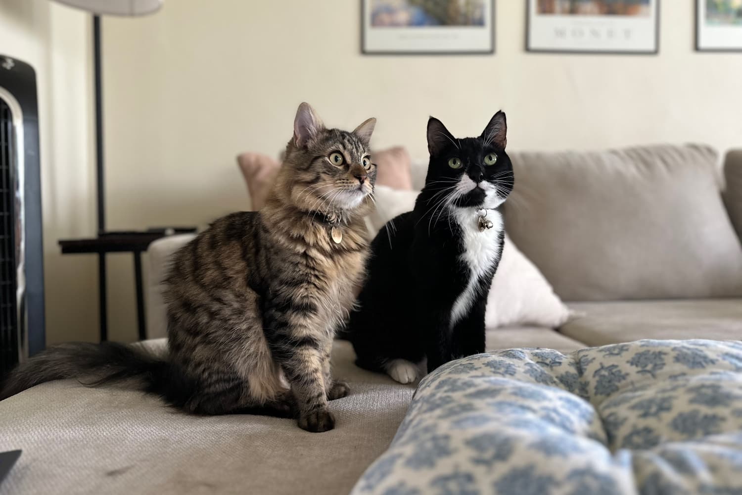 Litter Genie Easy Roll Pail Review | Apartment Therapy