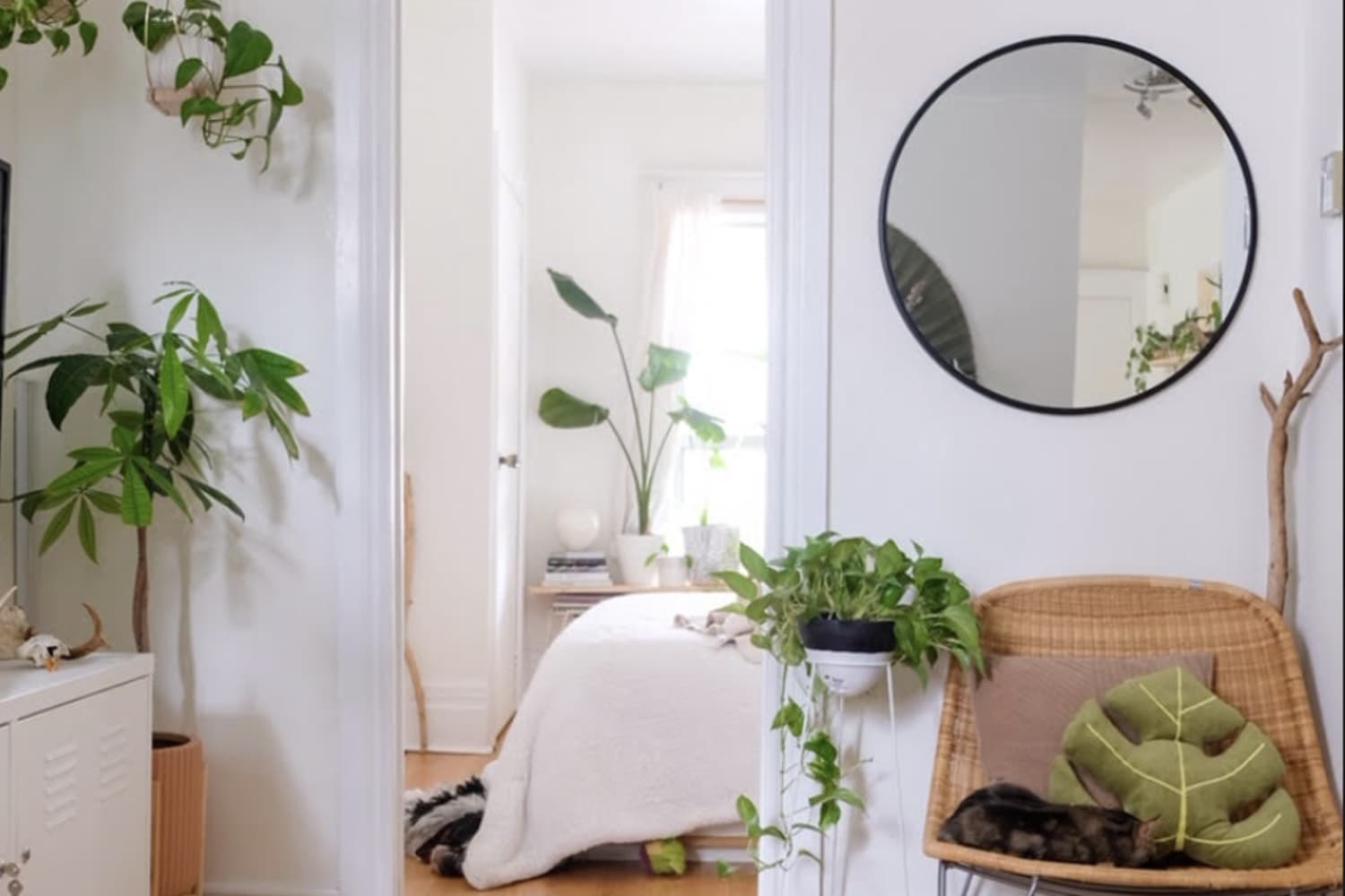 How to Keep Your Houseplant Collection From Looking Cluttered ...