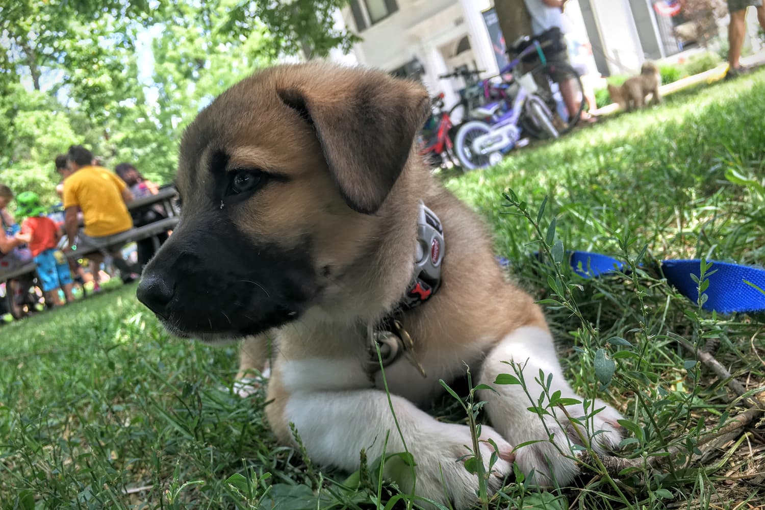 3 Expert Tips for Training Your New Family Dog | Cubby