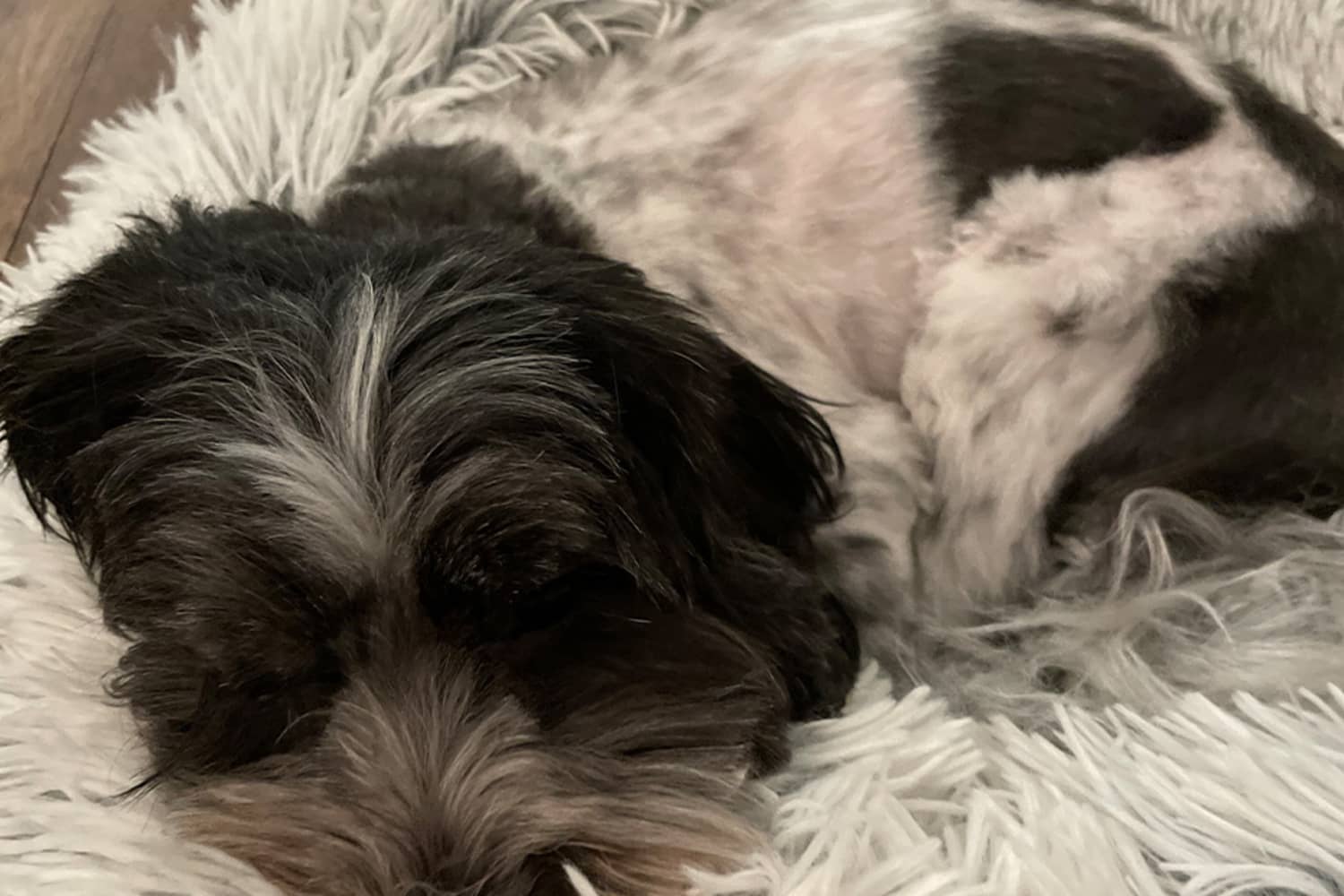 Best Friend by Sheri's Calming Donut Bed Is My Dog's Favorite ...