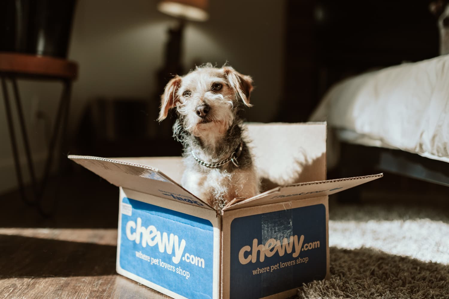 How to Ready Your Pet for Your Return to the Office | Apartment Therapy