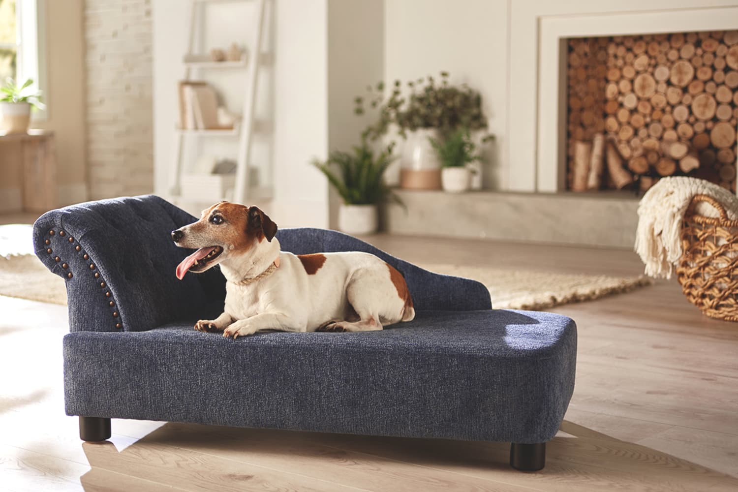 Here’s Where to Find Stylish Pet Products to Fit Your Home | Apartment ...