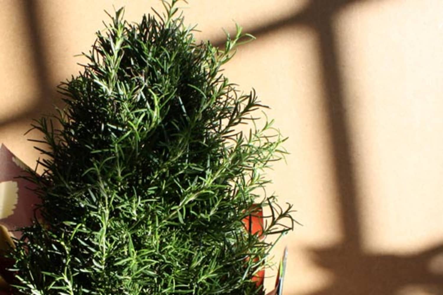 rosemary tree